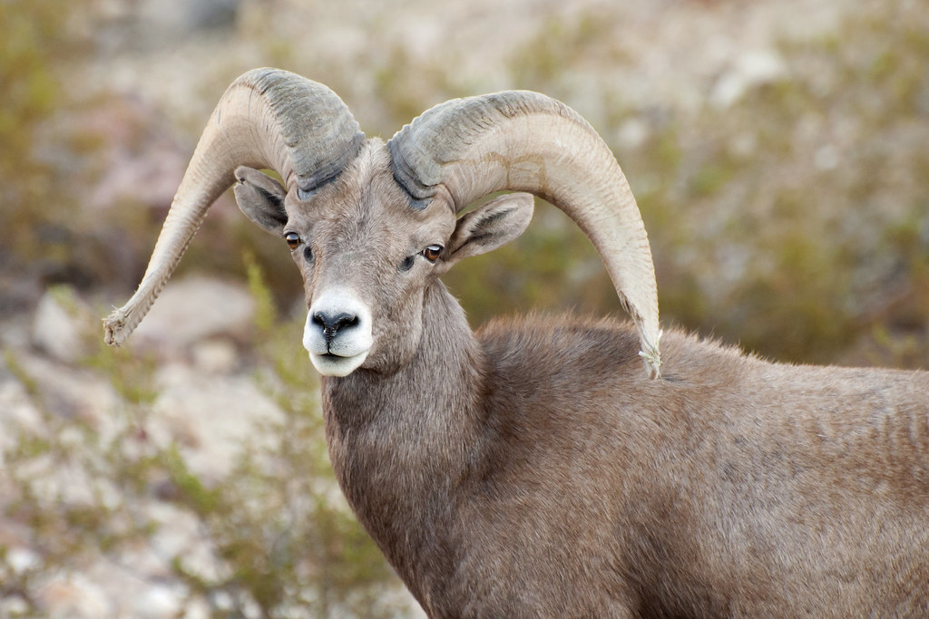 Drought endangers Desert Bighorn Sheep, Nevada’s state animal – Mix 102.7